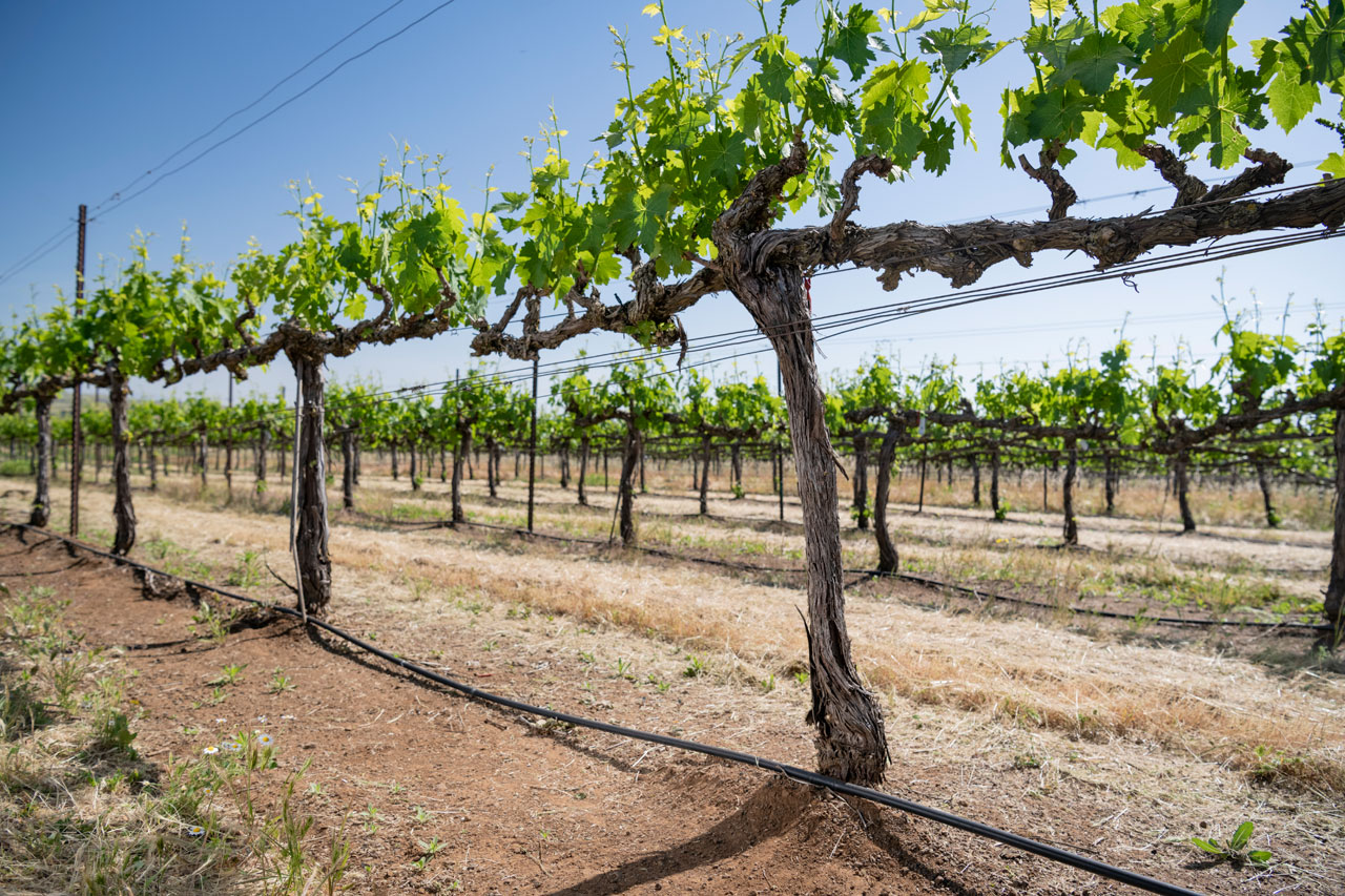 Home Page - SkipperMetzer