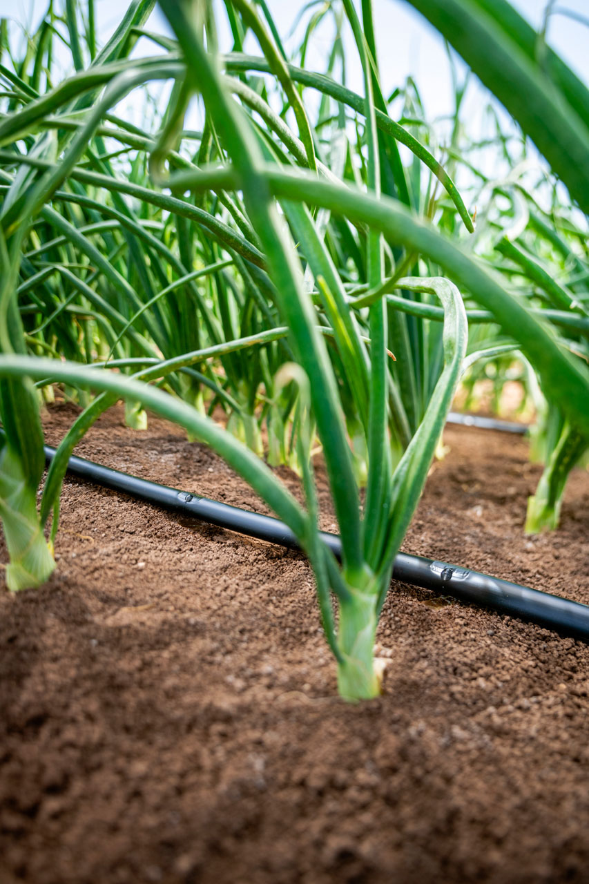 Home Page - SkipperMetzer